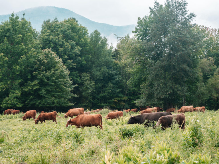 Our Weekend at The Trapp Family Lodge